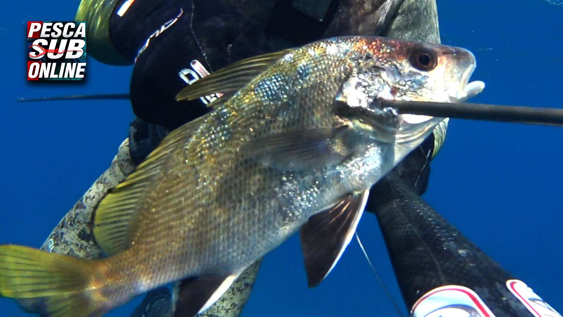 corvina-pescasub-apnea | Pescasub