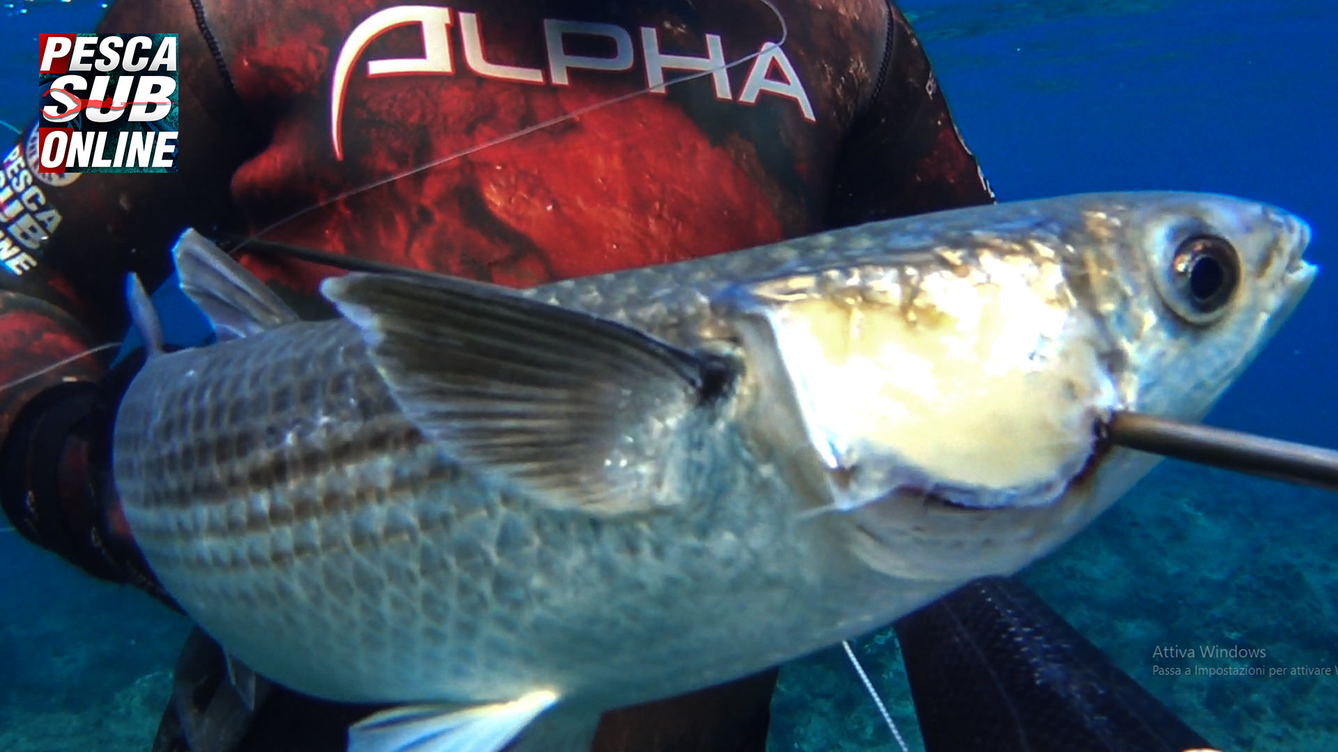 PESCASUB Bassofondo Pesca subacquea Spearfishing