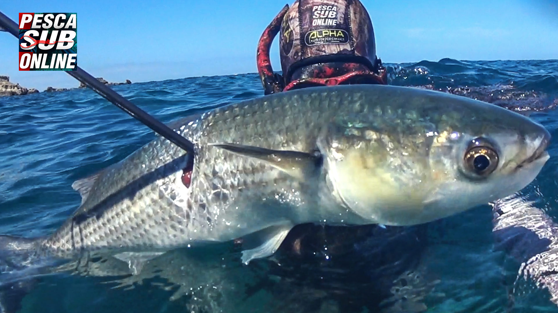 PESCA-SUB-Sardegna-pesca-apnea-Pesca-subacquea Basso-fondo GIUGNO-2019 ...