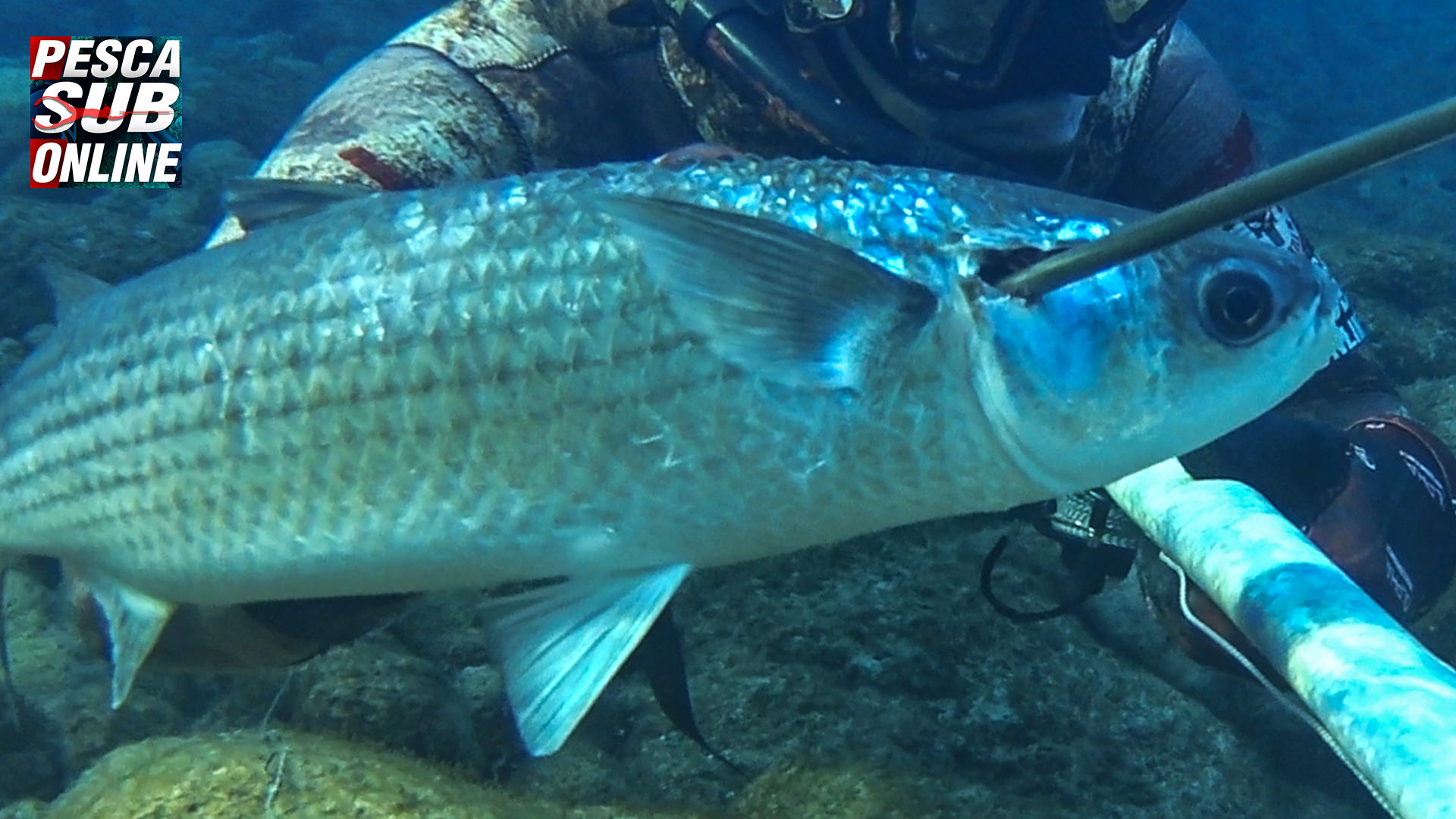 Pesca sub in apnea Tecniche invernali la pesca nel basso fondo