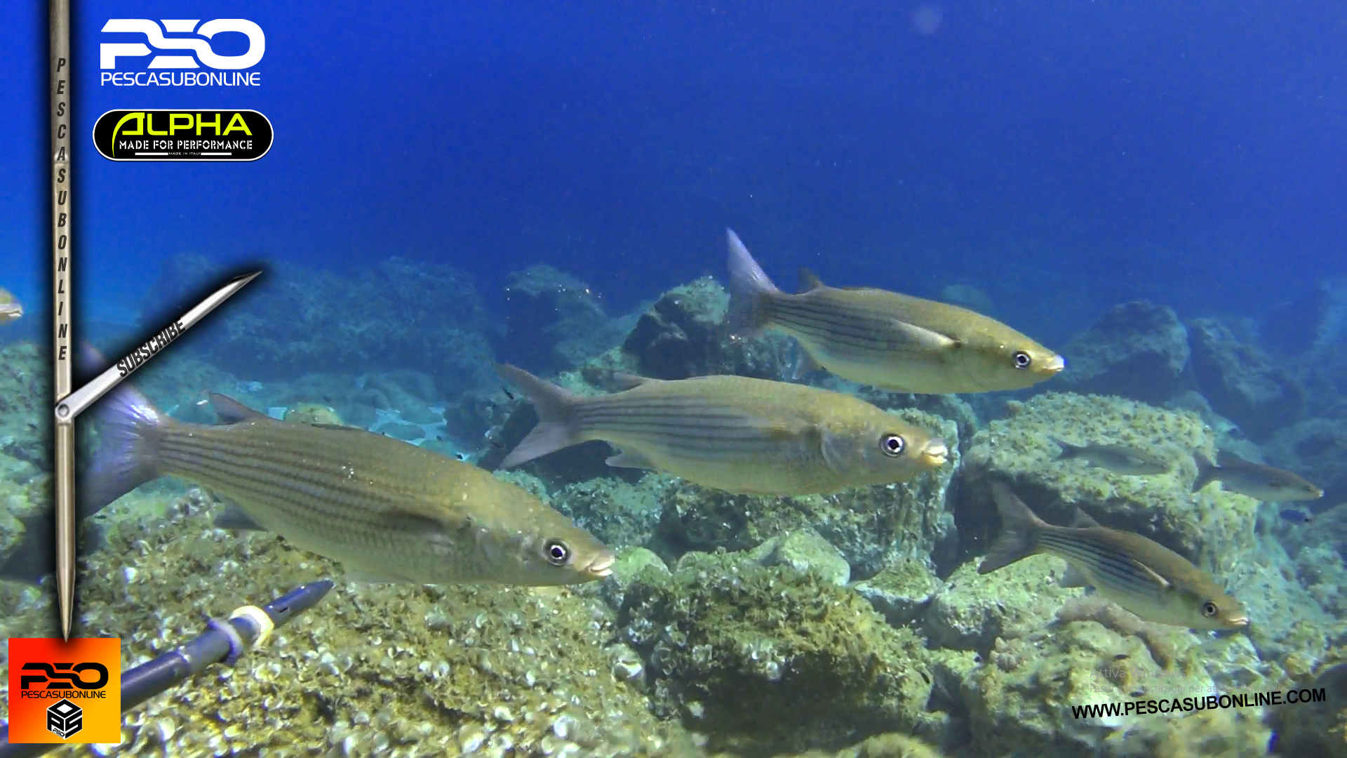 PescaSub Cefalo | Pescasub